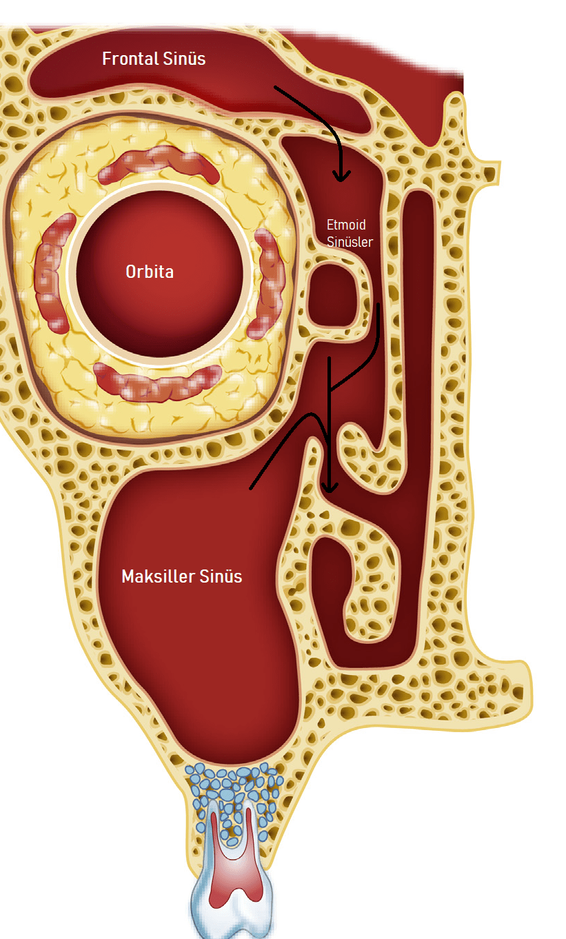 Sinüzit - Acilci.Net