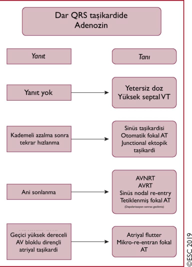 Supraventriküler Taşikardi Kılavuzu 2019 - Acilci.Net