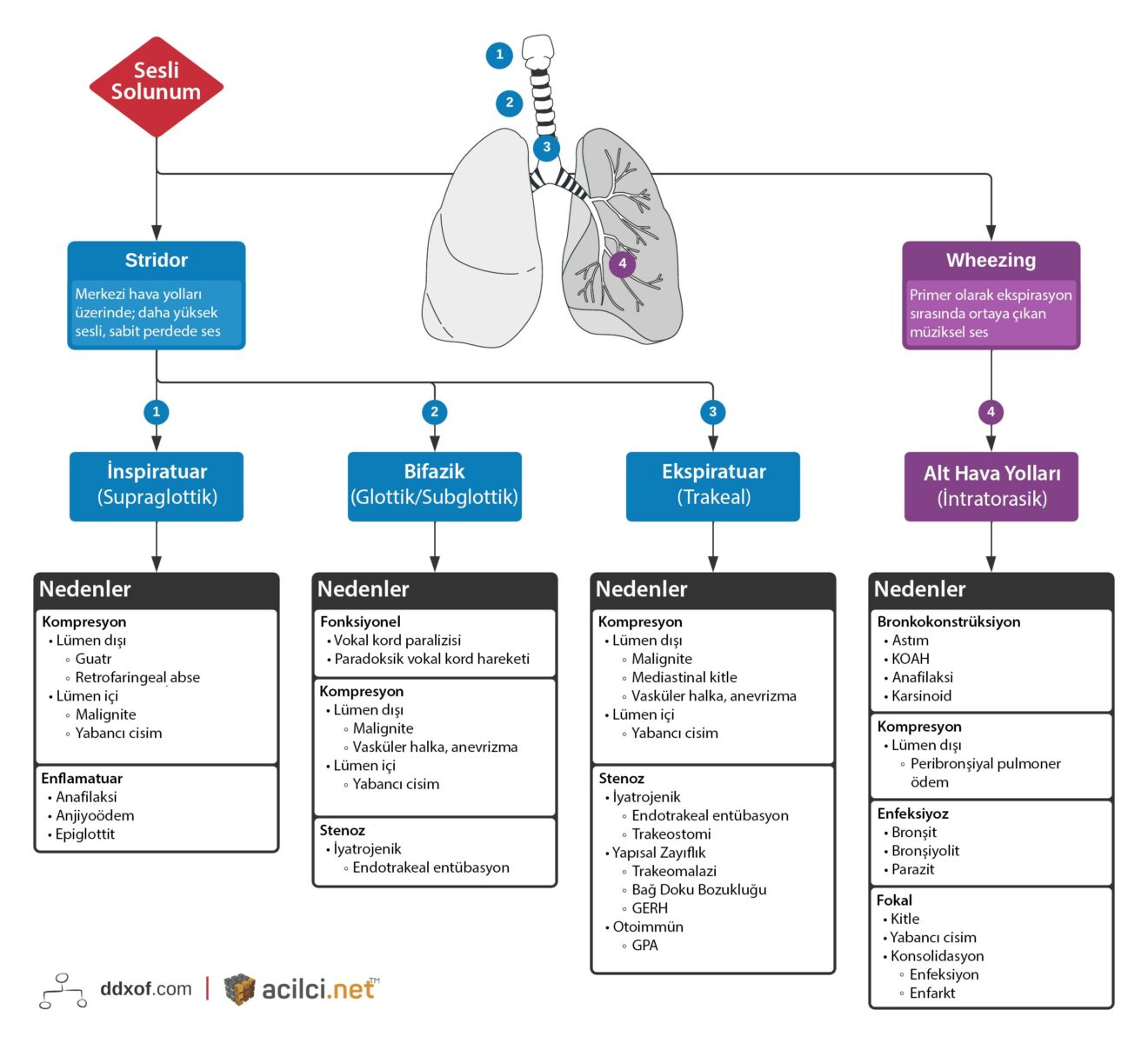 Wheezing ve Stridor - Acilci.Net